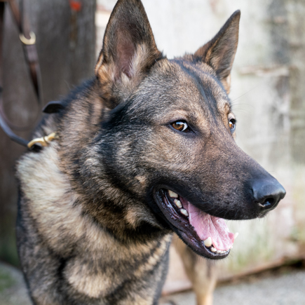 New guidance on police dogs published | College of Policing
